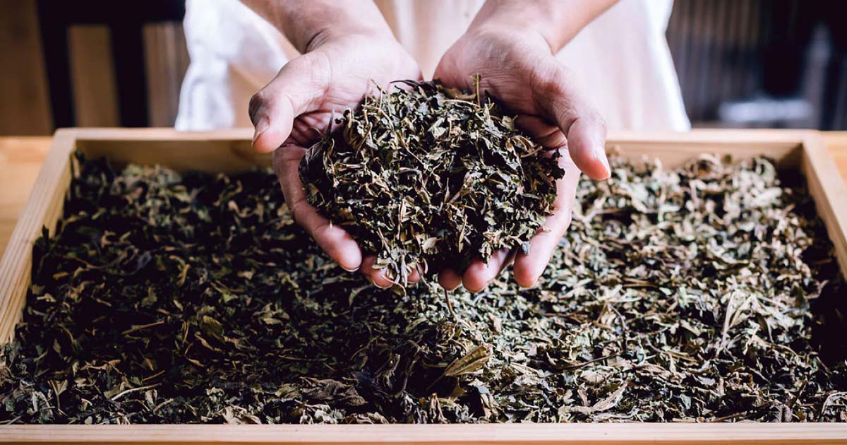 2024 | Mist Valley Tea